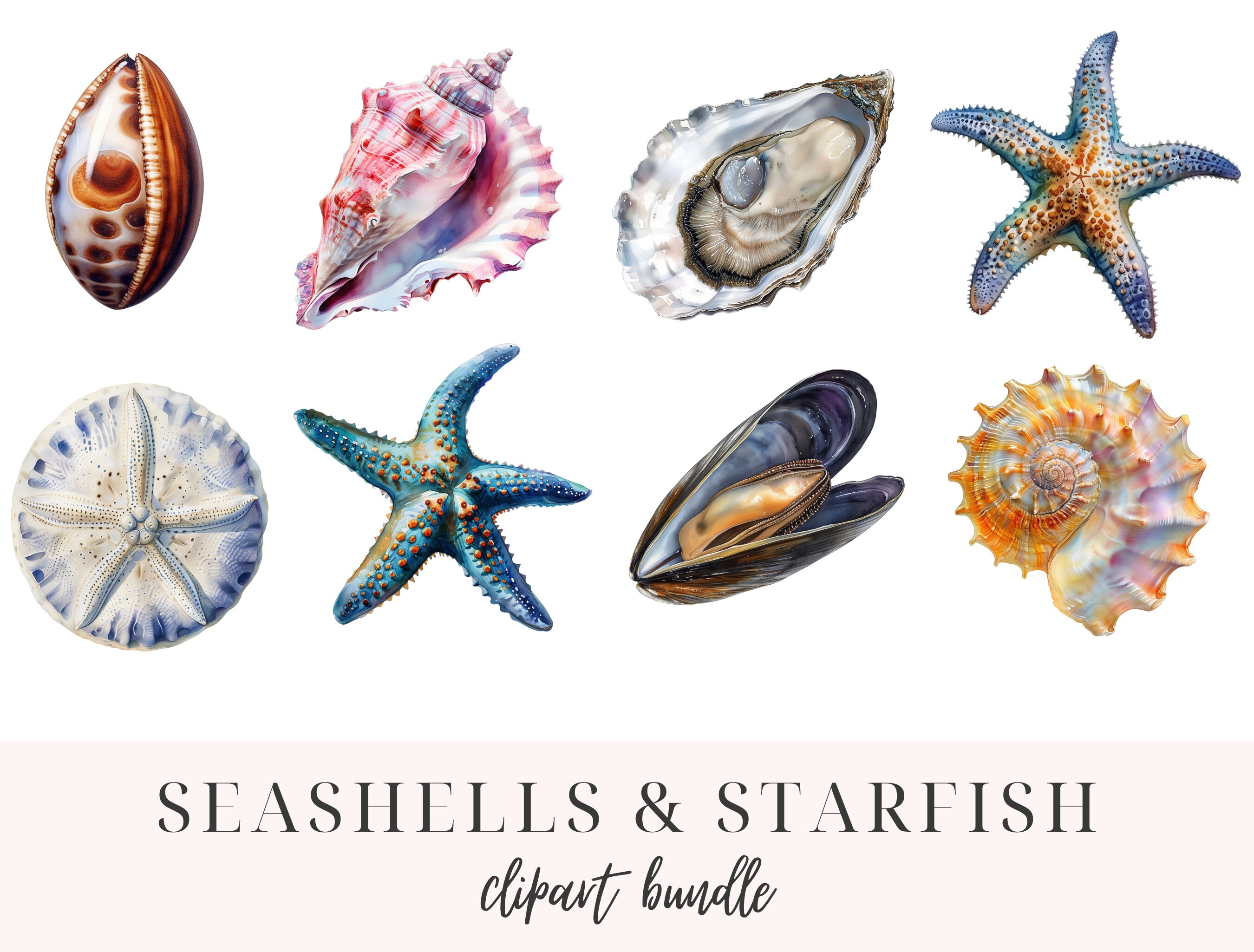 Watercolor Seashells and Starfish Clipart Bundle, Seashell ...