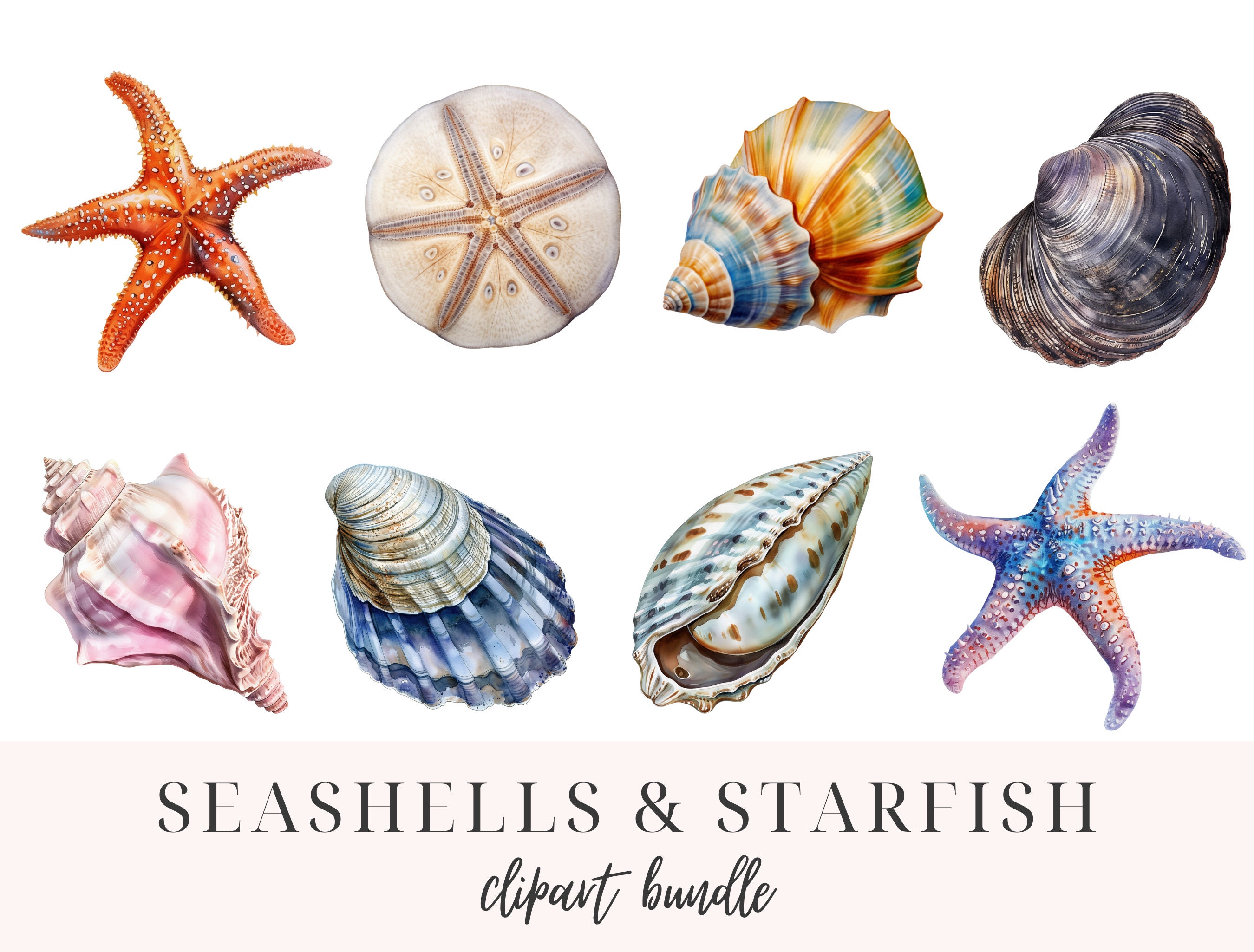 Watercolor Seashells and Starfish Clipart Bundle, Seashell ...
