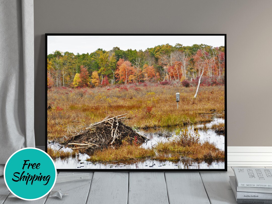 Beaver Dam Fine Art Photography Print | Connecticut Fall Foliage Wall ...