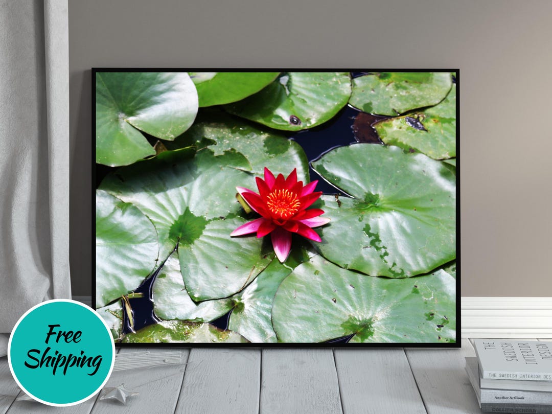 Water Lily Flower Photography Print, Azores Travel Print, Pink & Green ...