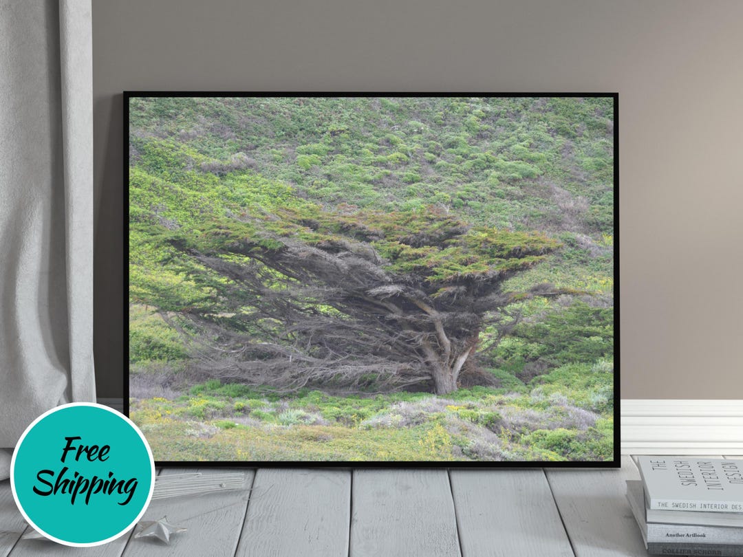 Windswept Cypress Tree Pacific Coast Highway Big Sur Photographic Print ...