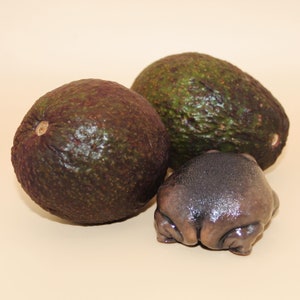 Sad Avocado Realistic Black Rain Frog Friend Deskpal - Etsy Canada