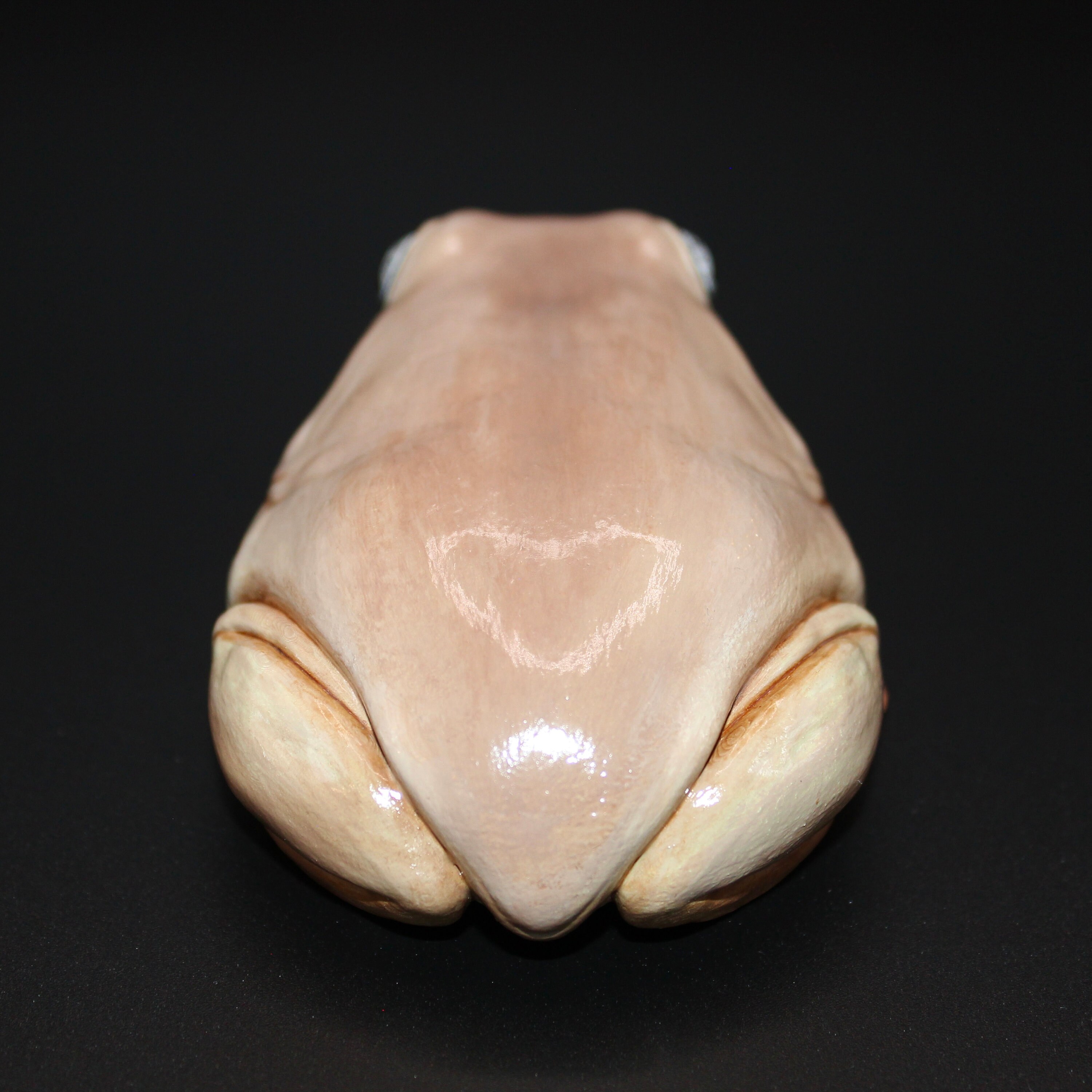 Realistic Dumpy Tree Frog Large Size Sculpture - Etsy