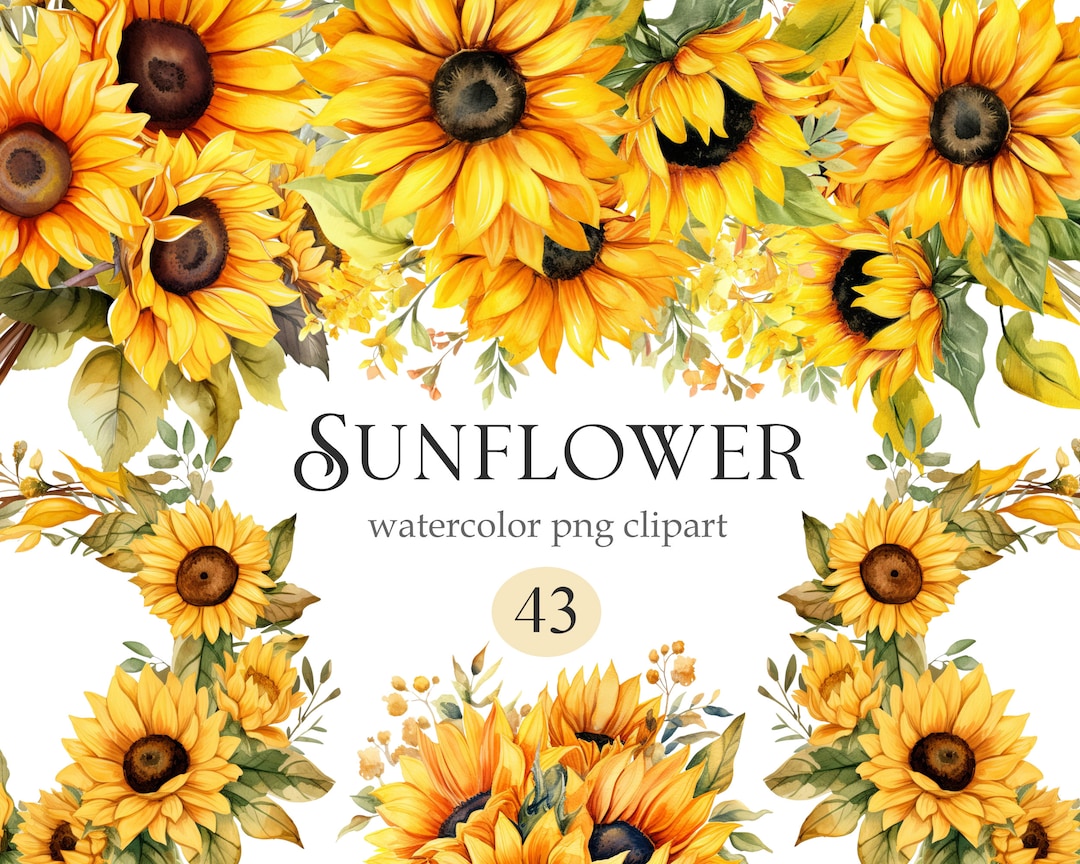 Sunflower PNG, Watercolor Sunflower Clipart Bundle, Bouquet, Wreath ...