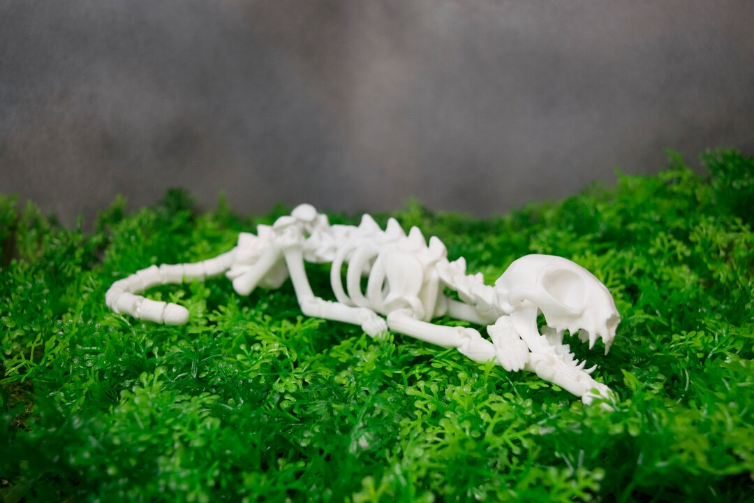 Articulated Cat Skeleton 3d Model Halloween Decoration Etsy