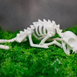 Articulated Cat Skeleton 3d Model. Halloween Decoration. - Etsy