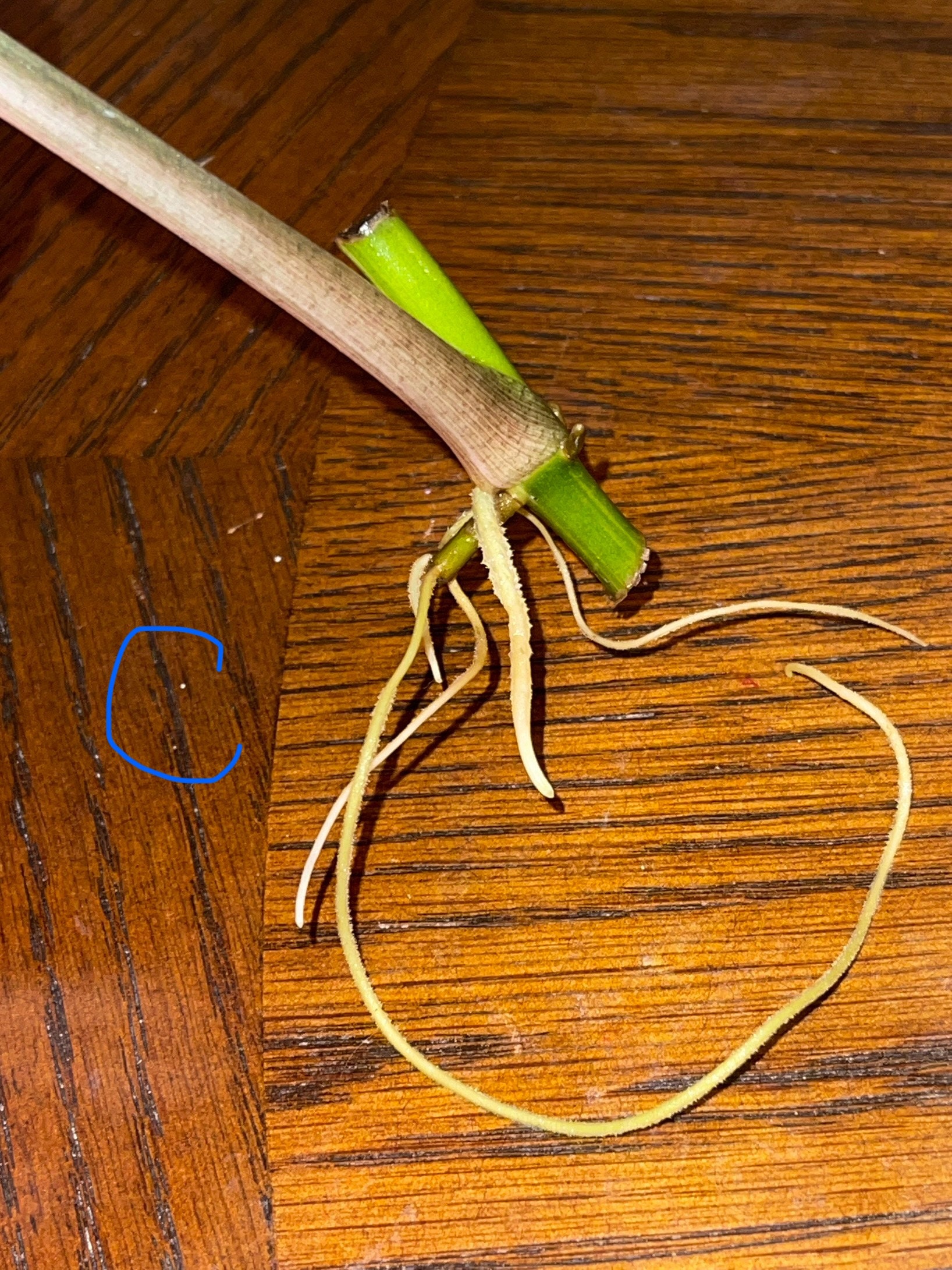 Variegated Syngonium Albo Cutting - Etsy