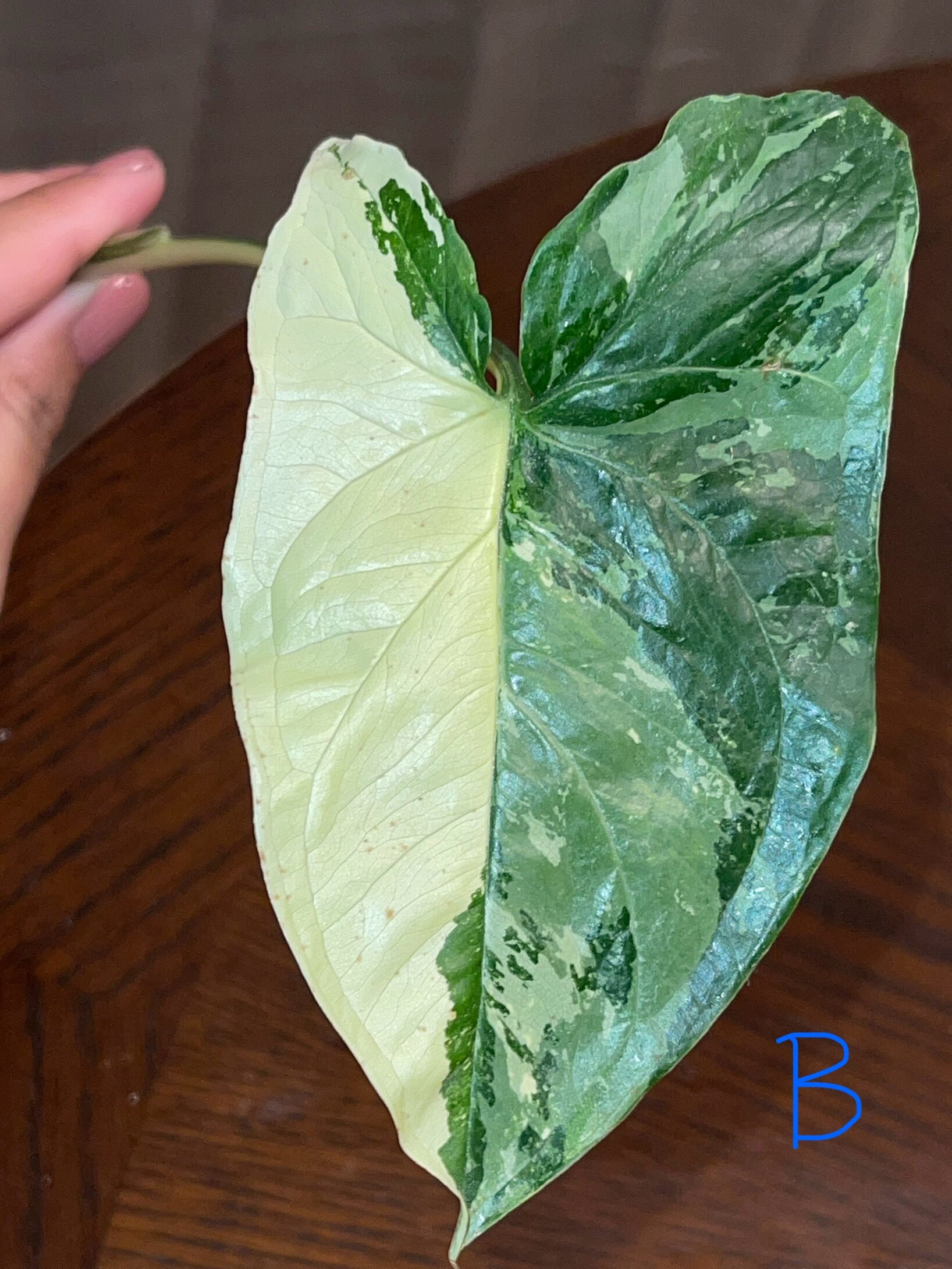 Variegated Syngonium Albo Cutting - Etsy