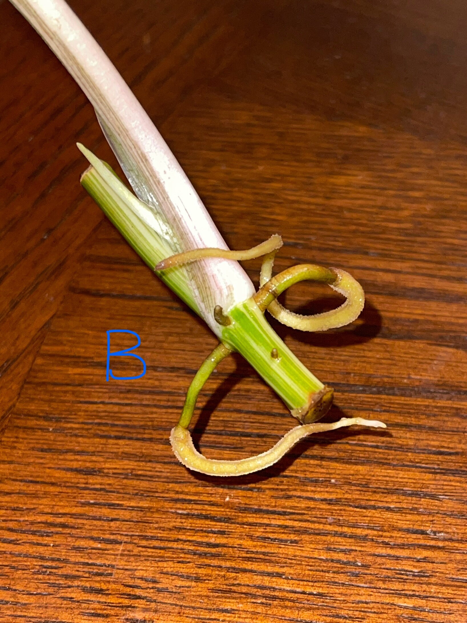 Variegated Syngonium Albo Cutting - Etsy