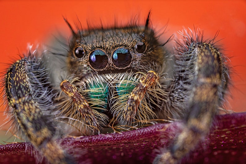 Jumping Spider Photo Print Orange - Etsy