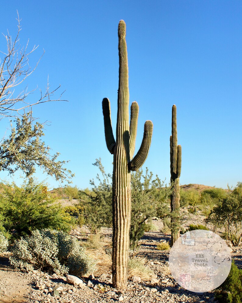 ARIZONA DIGITAL PRINT- Cactus - Etsy