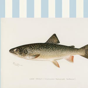 Set of 4 Vintage Fish Prints, Southern Classic Art, Trout Vintage Art ...