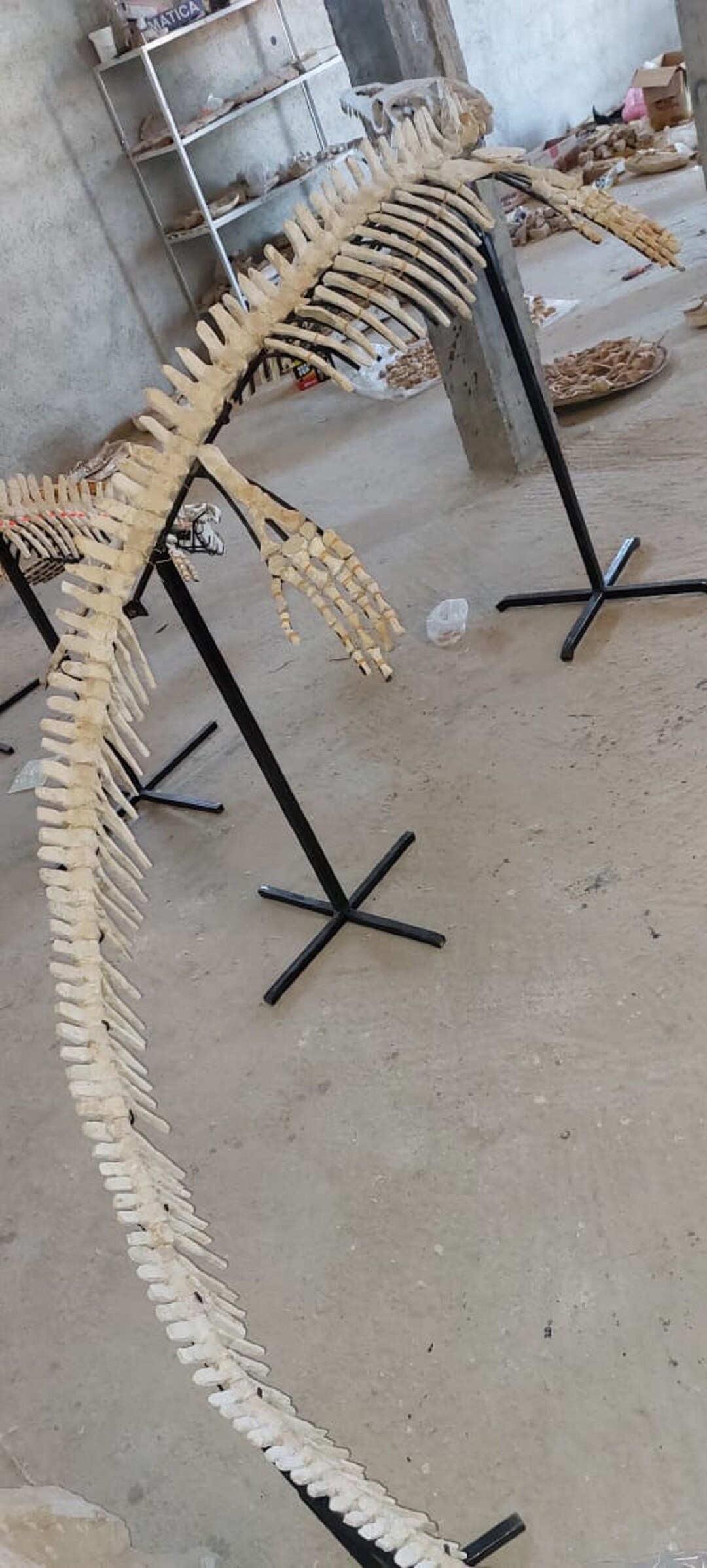 A Very Rare Mosasaur Skeleton - Etsy