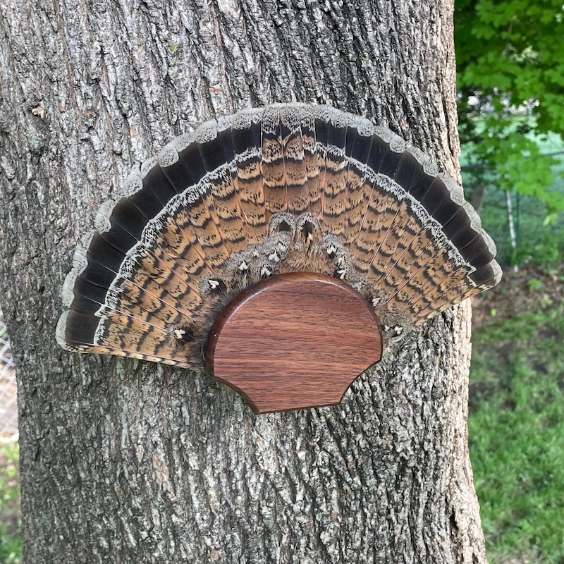 3 Fan Turkey Fan Mount - Etsy