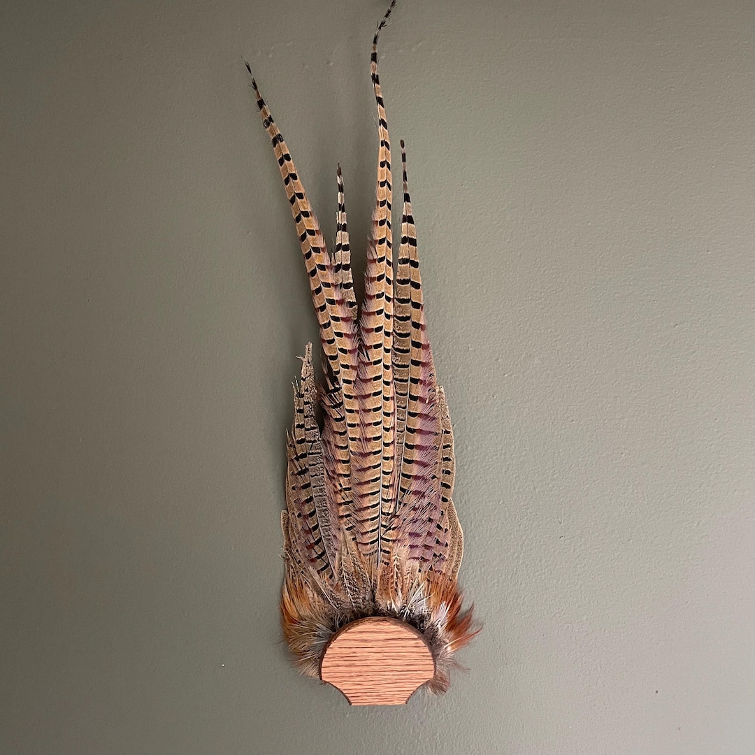 Pheasant Tail Fan Plaque - Etsy