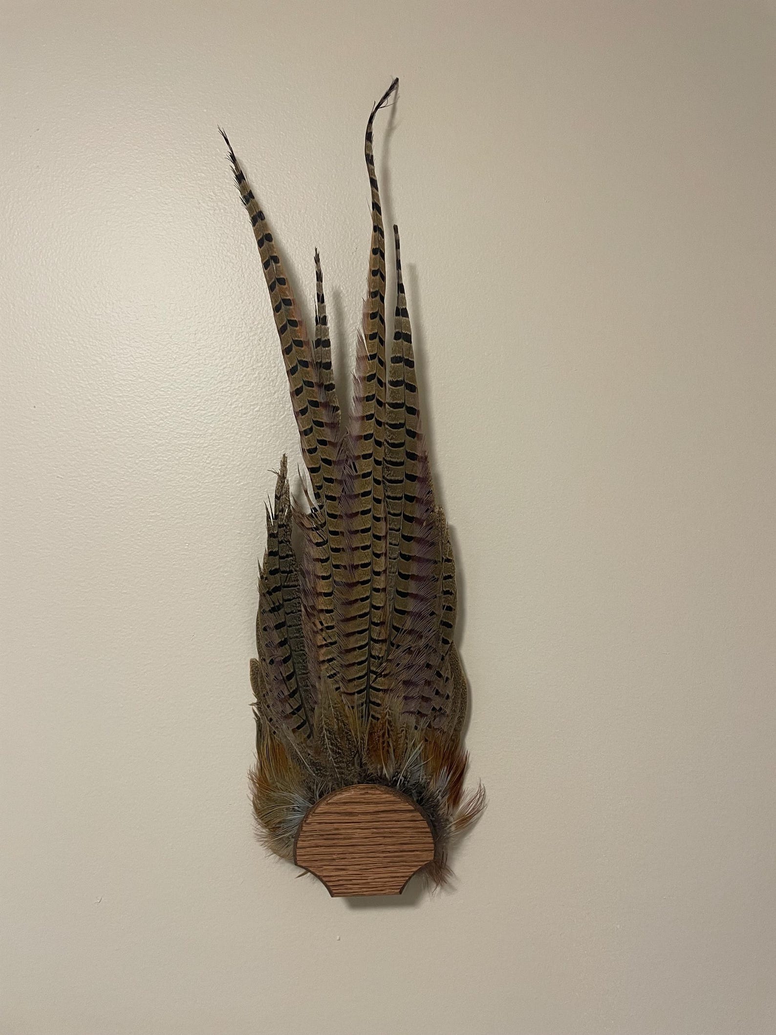 Grouse Tail Fan Plaque, Dark Oak - Etsy
