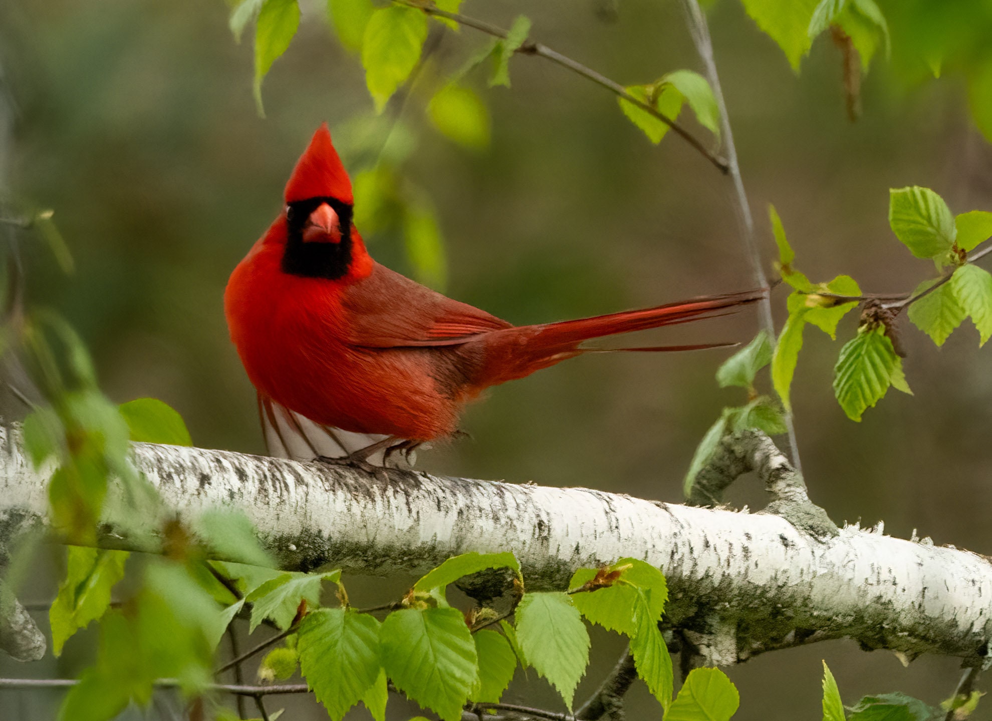 Cardinal Magnet - Etsy