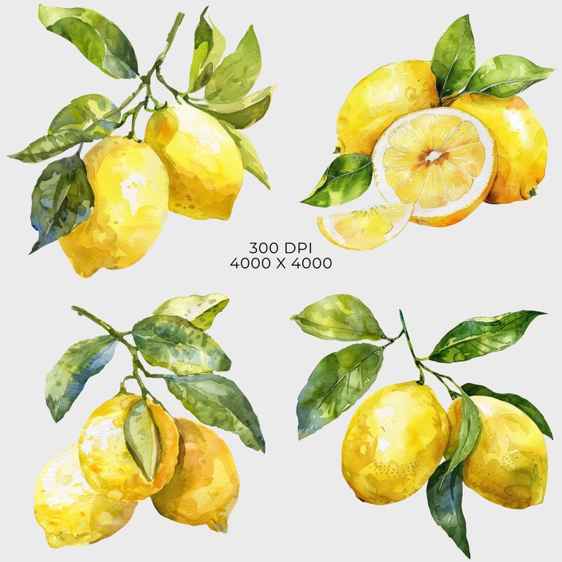Lemon PNG, Watercolor Clipart, Mediterranean Fruit on Stem With Leaves ...