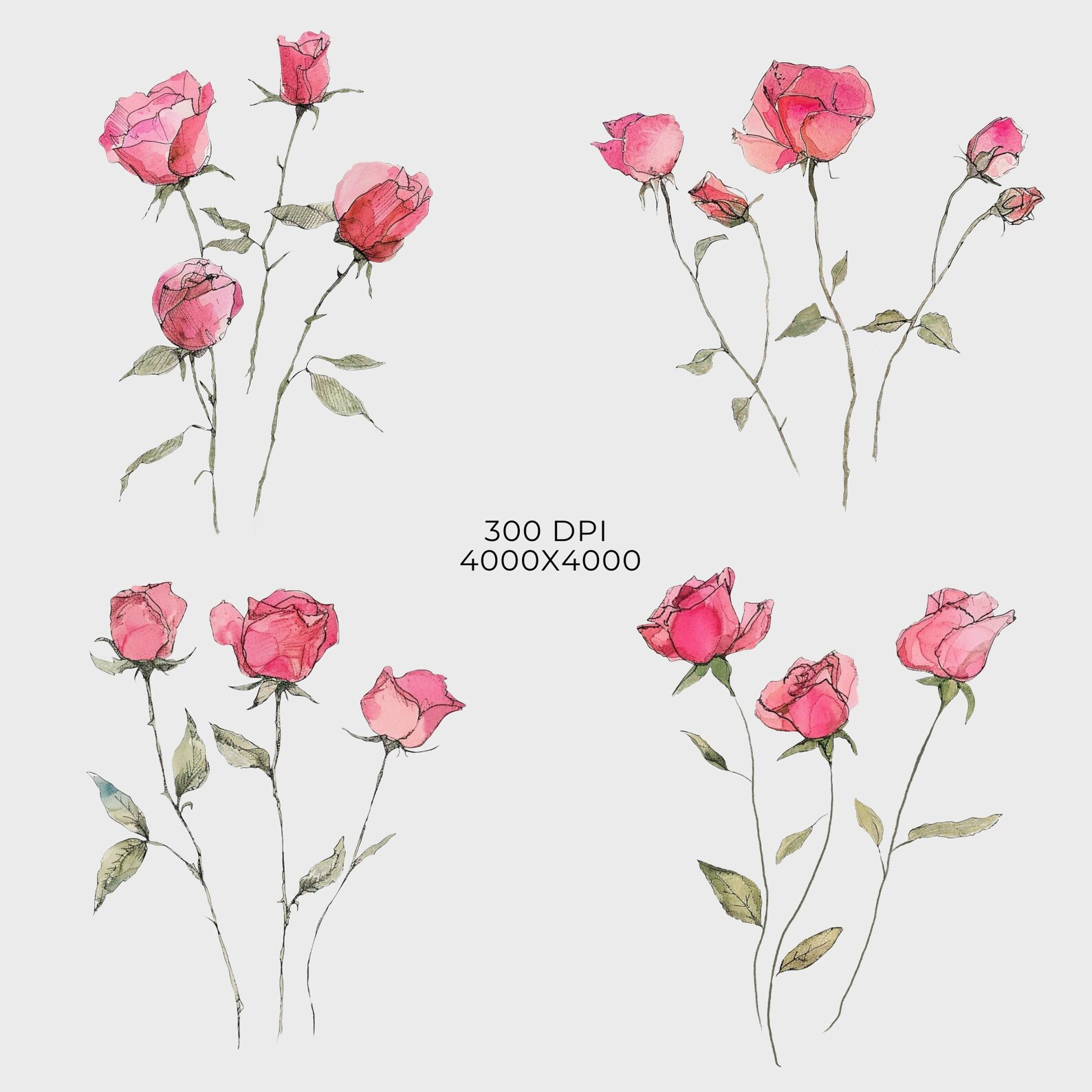 Watercolor Flowers Clipart,, Pink Rose Stems, Pink Rose Wreath ...