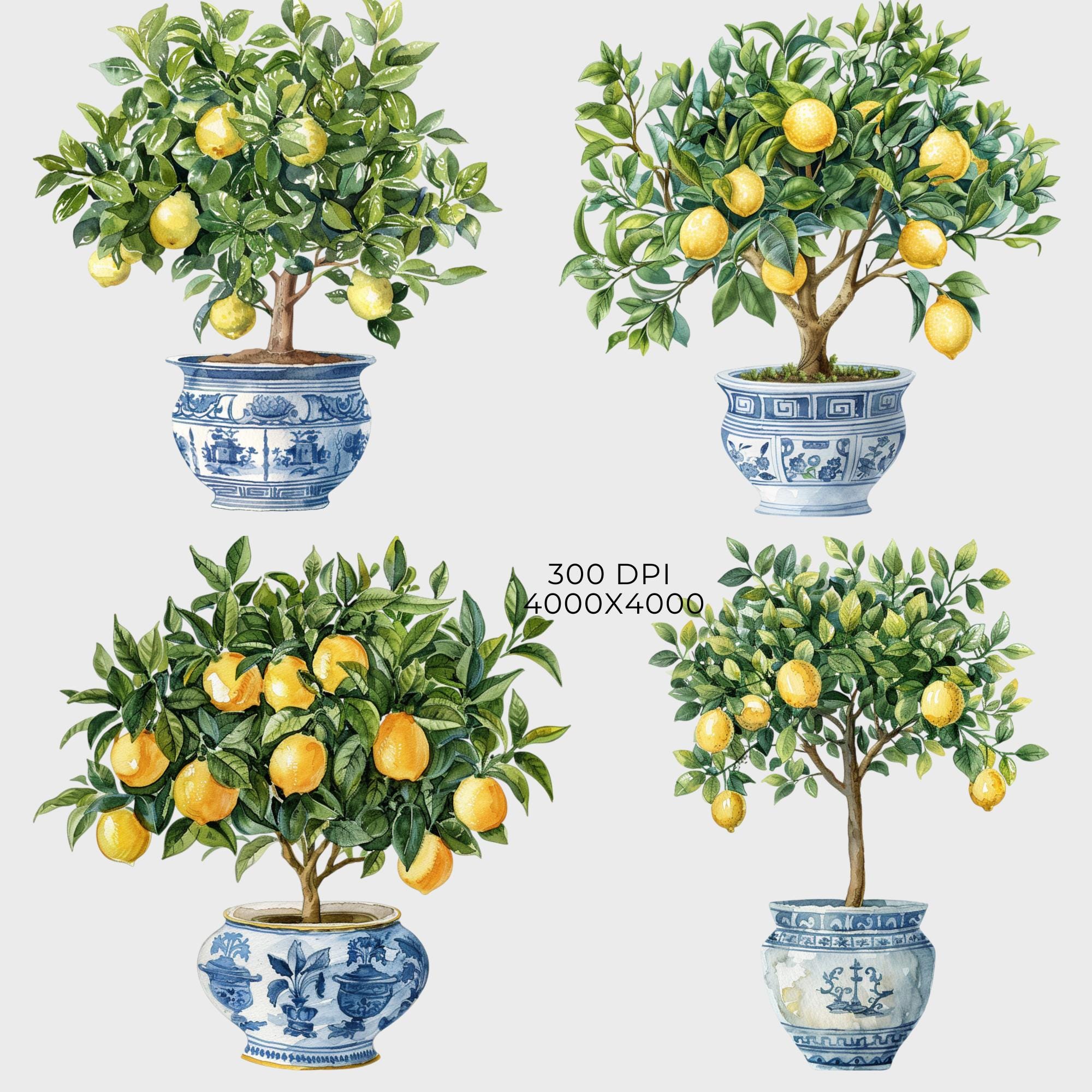 Lemon Tree Topiary PNG, Chinoiserie, Clipart Pack, Blue and White Toile ...