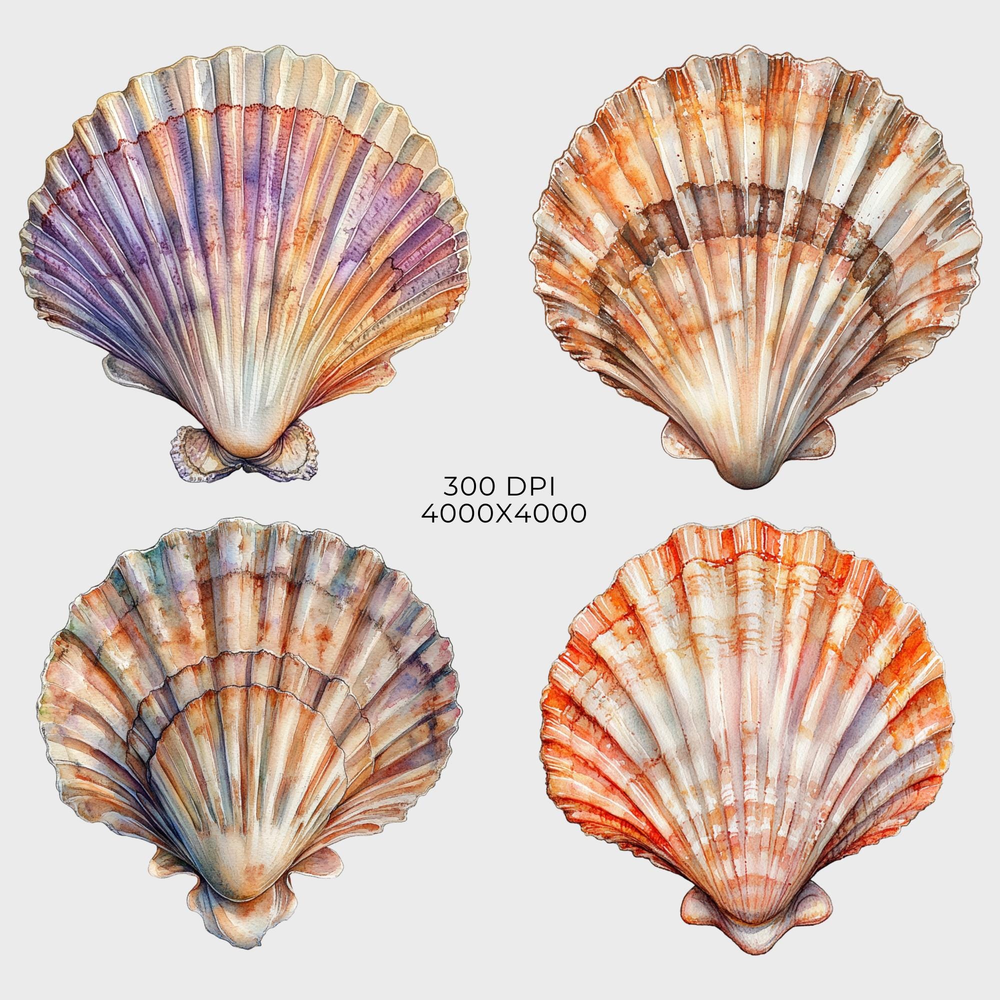 Watercolor Seashells Clipart: Coastal PNG Images (commercial Use) - Etsy