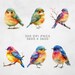 Watercolor Bird Clipart Bundle: Birdbath & Birdhouse (PNG Digital ...