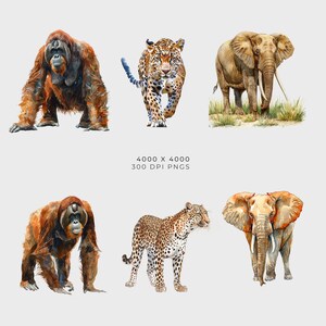 Watercolor Safari Animals Clipart | Safari Pngs | Lion, Elephant, Zebra ...