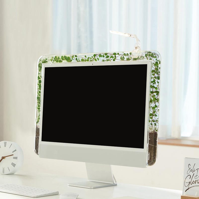 Indoor Vine Plant - Etsy