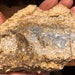Exceptional XL Blue Calcedony Crinoids and Oolite Tennessee Specimen ...