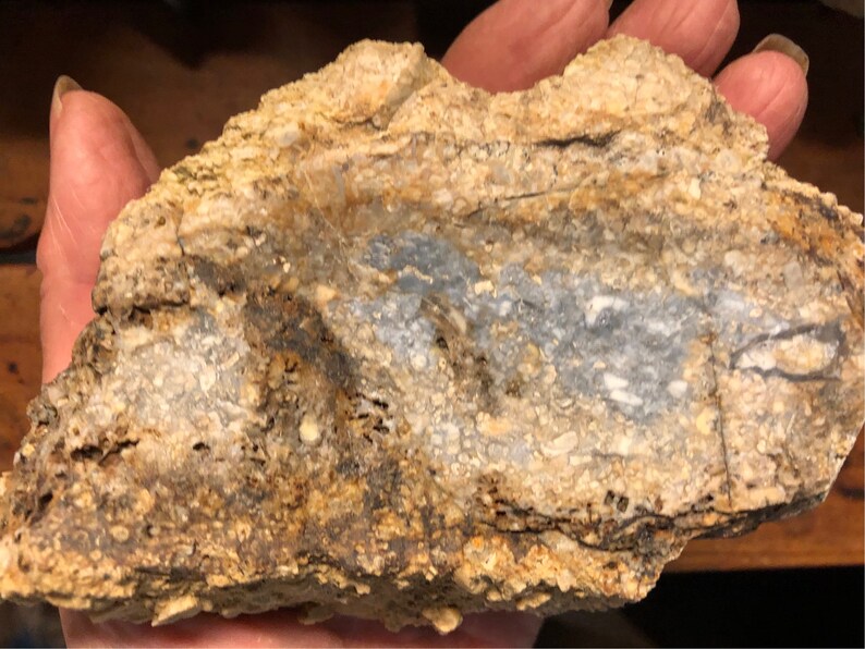 Exceptional XL Blue Calcedony Crinoids and Oolite Tennessee Specimen ...