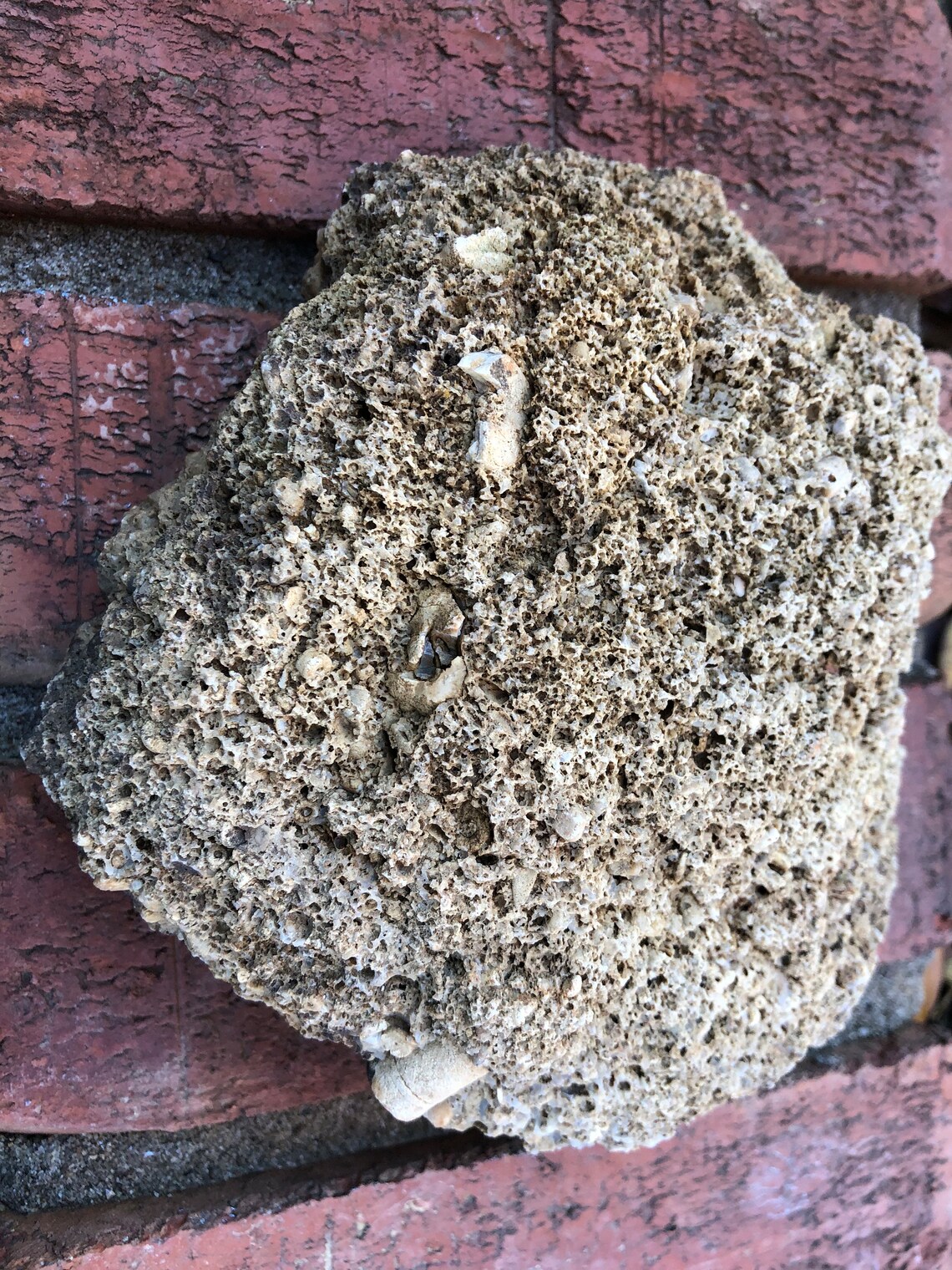 Fossil Crinoids and Oolite Tennessee Specimen Calcite XL Heart Shaped ...