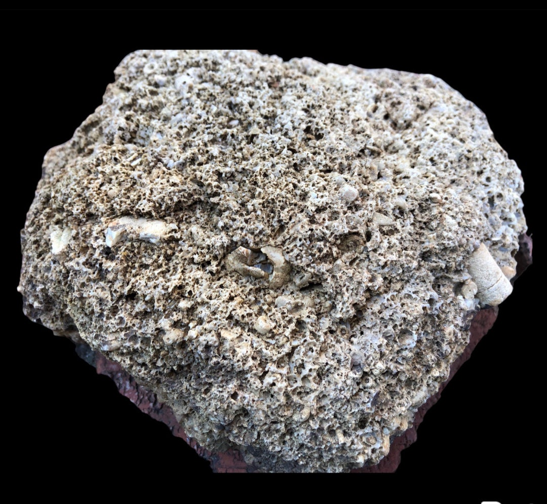 Fossil Crinoids and Oolite Tennessee Specimen Calcite XL Heart Shaped ...