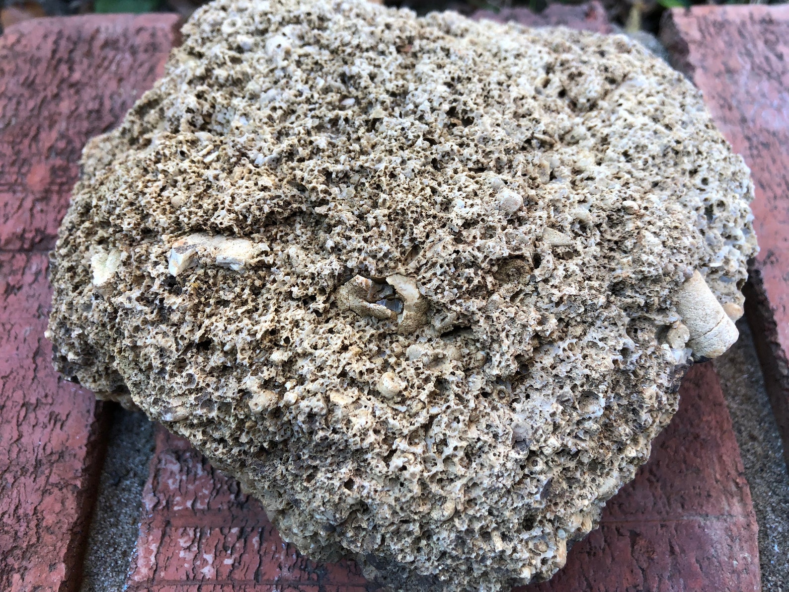 Fossil Crinoids and Oolite Tennessee Specimen Calcite XL Heart Shaped ...