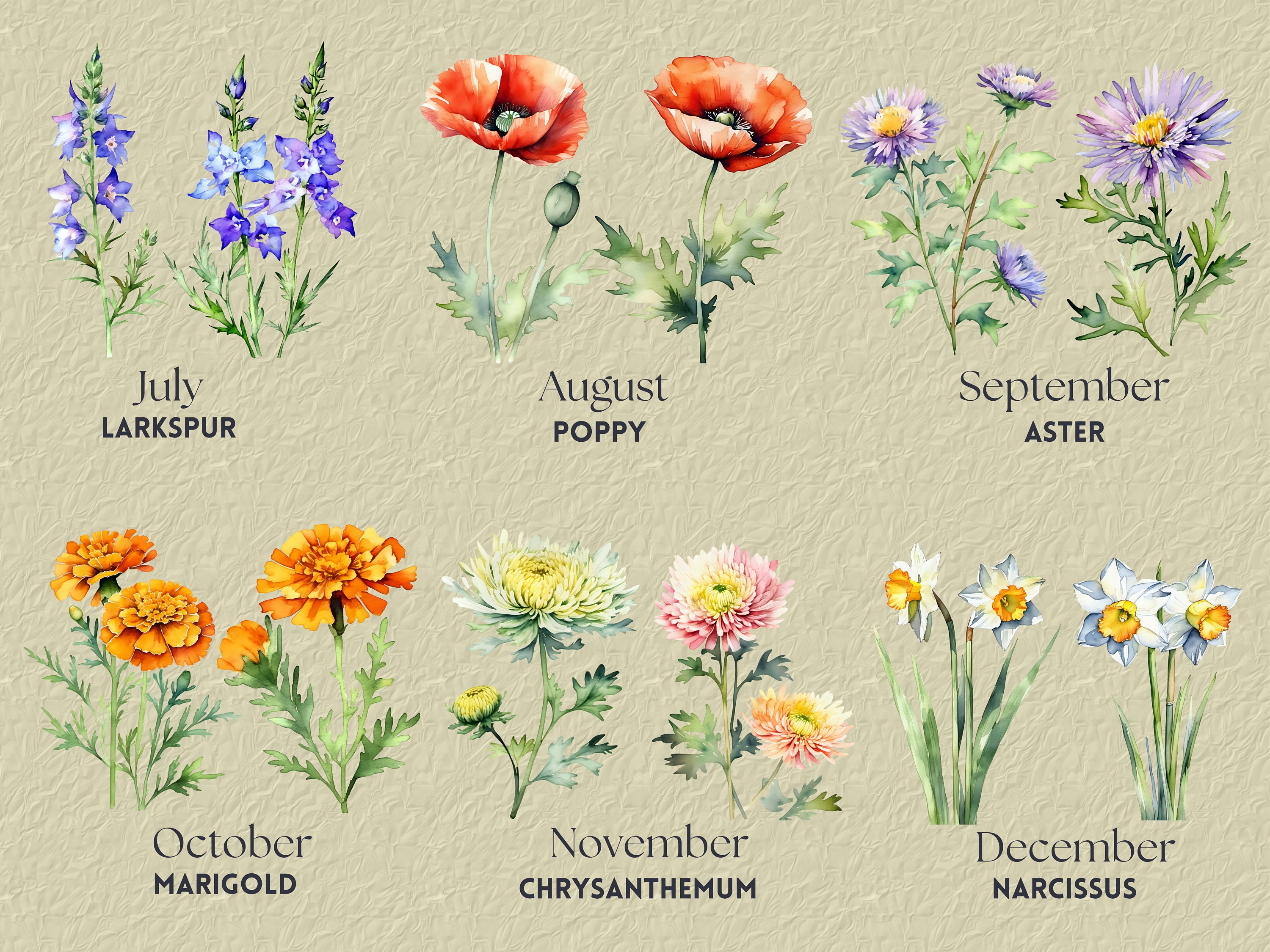 Month Flower Clipart Birthflower Clipart Birth Month Watercolor Clipart ...