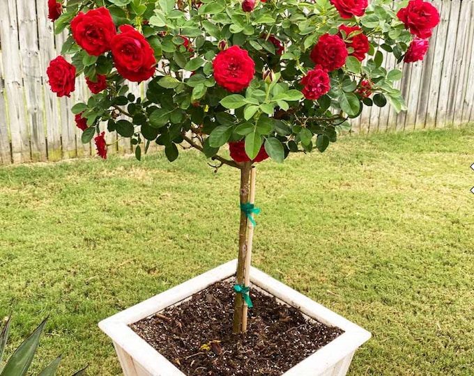 Rare Rose “true Love” Tree Live Plants Red Roses Bare Root 3 YO ...