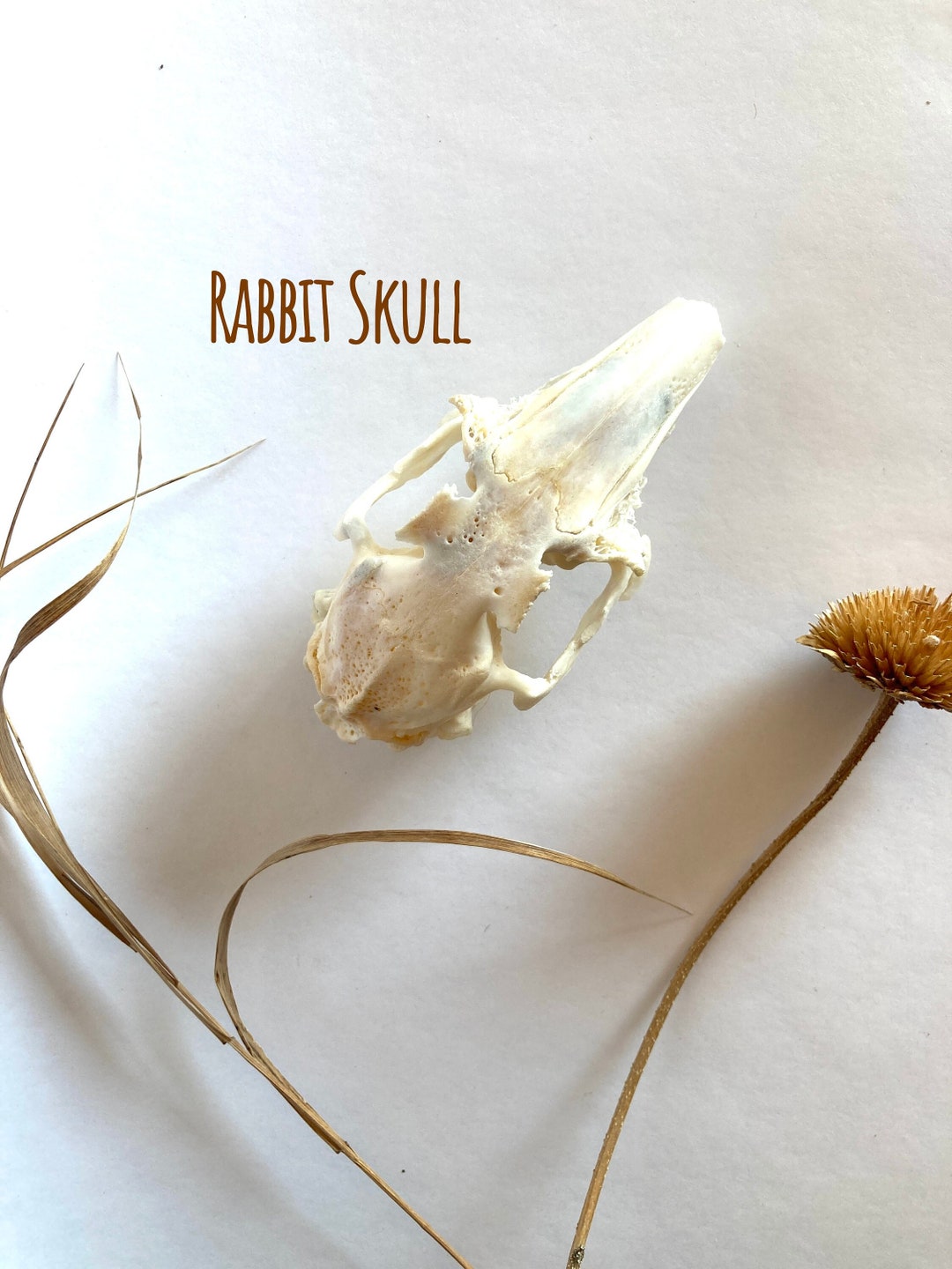Rabbit Skull - Real Bone - Etsy