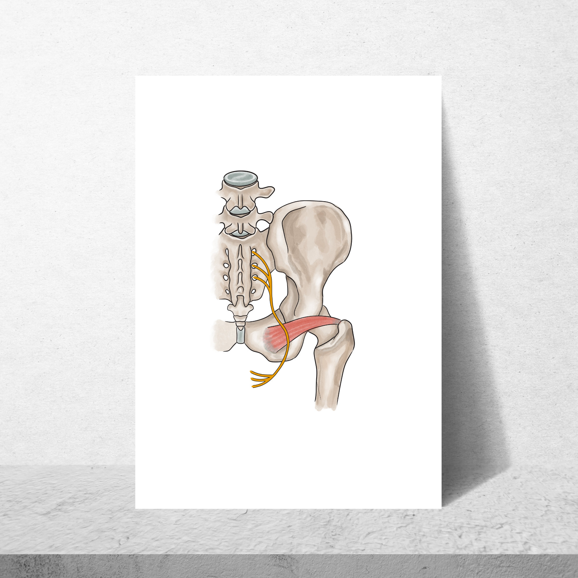 Internal Obturator Pudendal Nerve Pelvic Floor Anatomy - Etsy