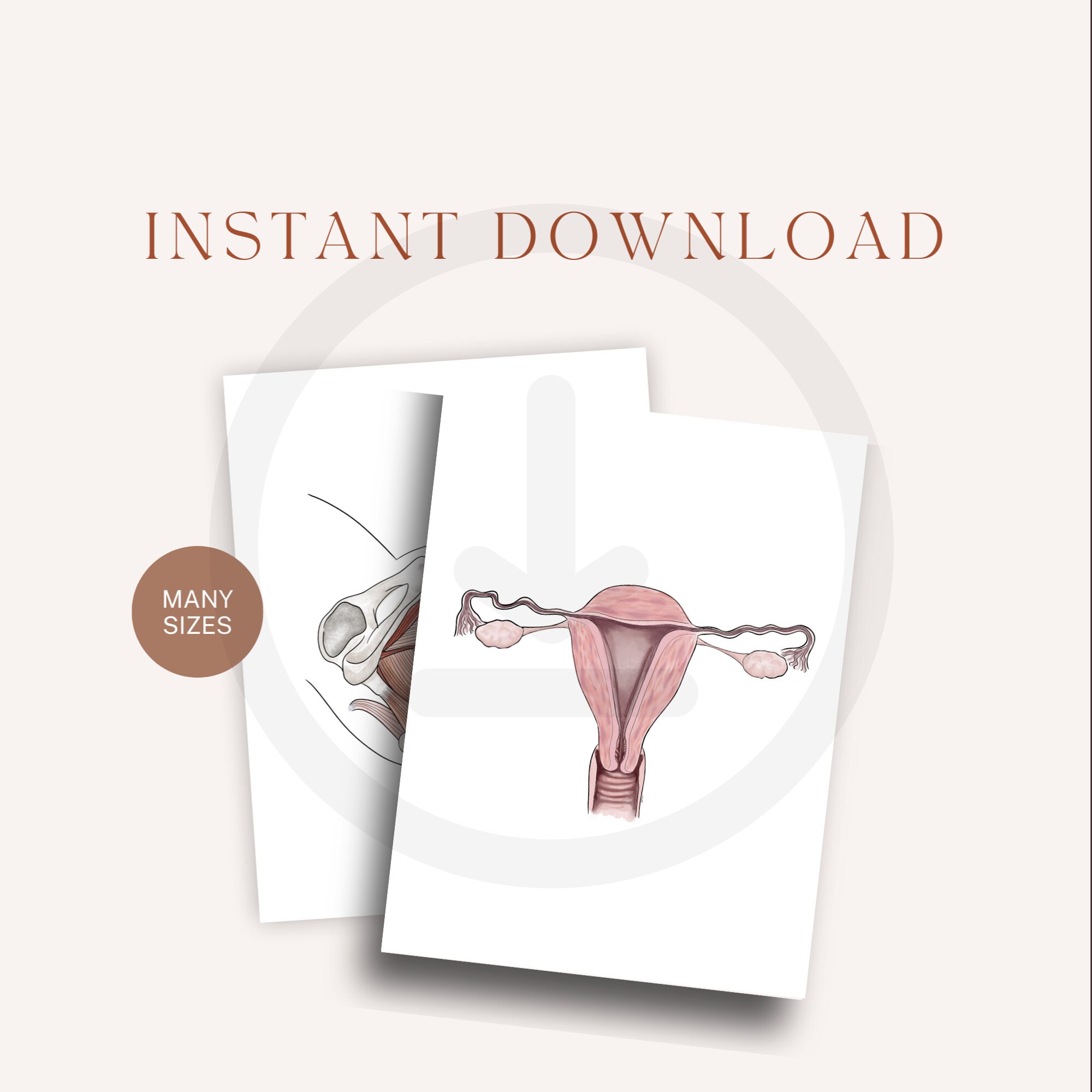 Uterus Anatomy Watercolor Medical Art Medicine Artwork Hand Drawn