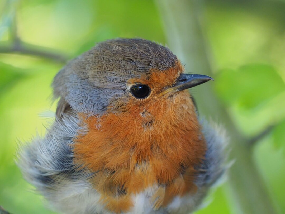 Robin Blank Greeting Card/ Wildlife Card With White Envelope/ for All ...