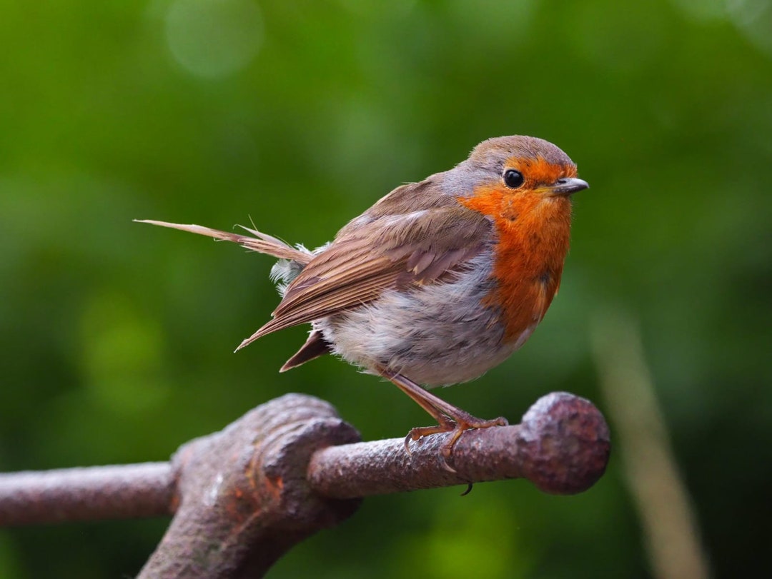 Robin Blank Greeting Card/ Wildlife Card With White Envelope/ for All ...
