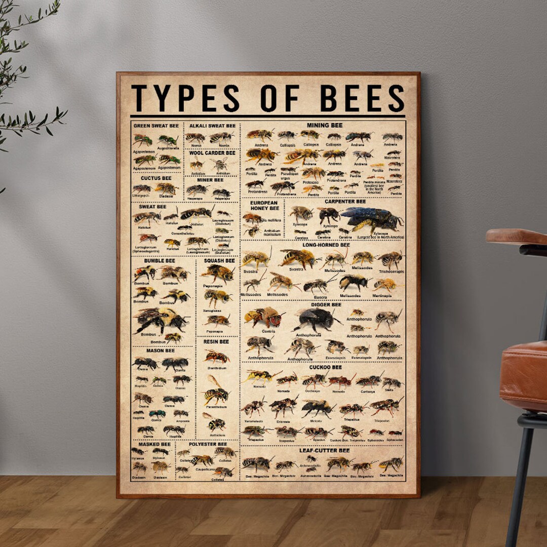 Bee Types Vertical Poster Types of Bees Poster Knowledge - Etsy