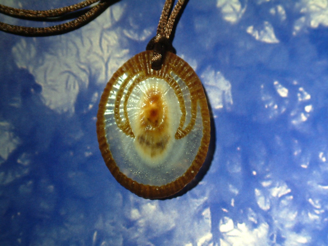 Hawaiian Opihi Shell Necklace - Etsy