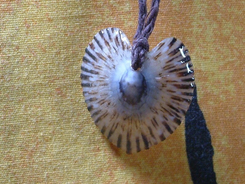 Hawaiian Opihi Shell - Etsy