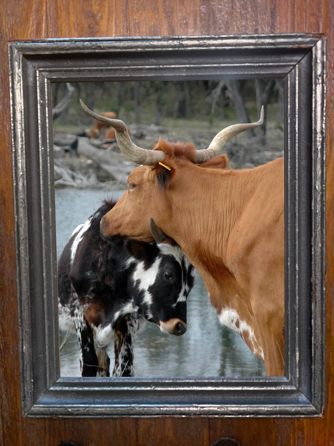 Texas Longhorn Cow and Calf 11 X 14 Photo Framed - Etsy
