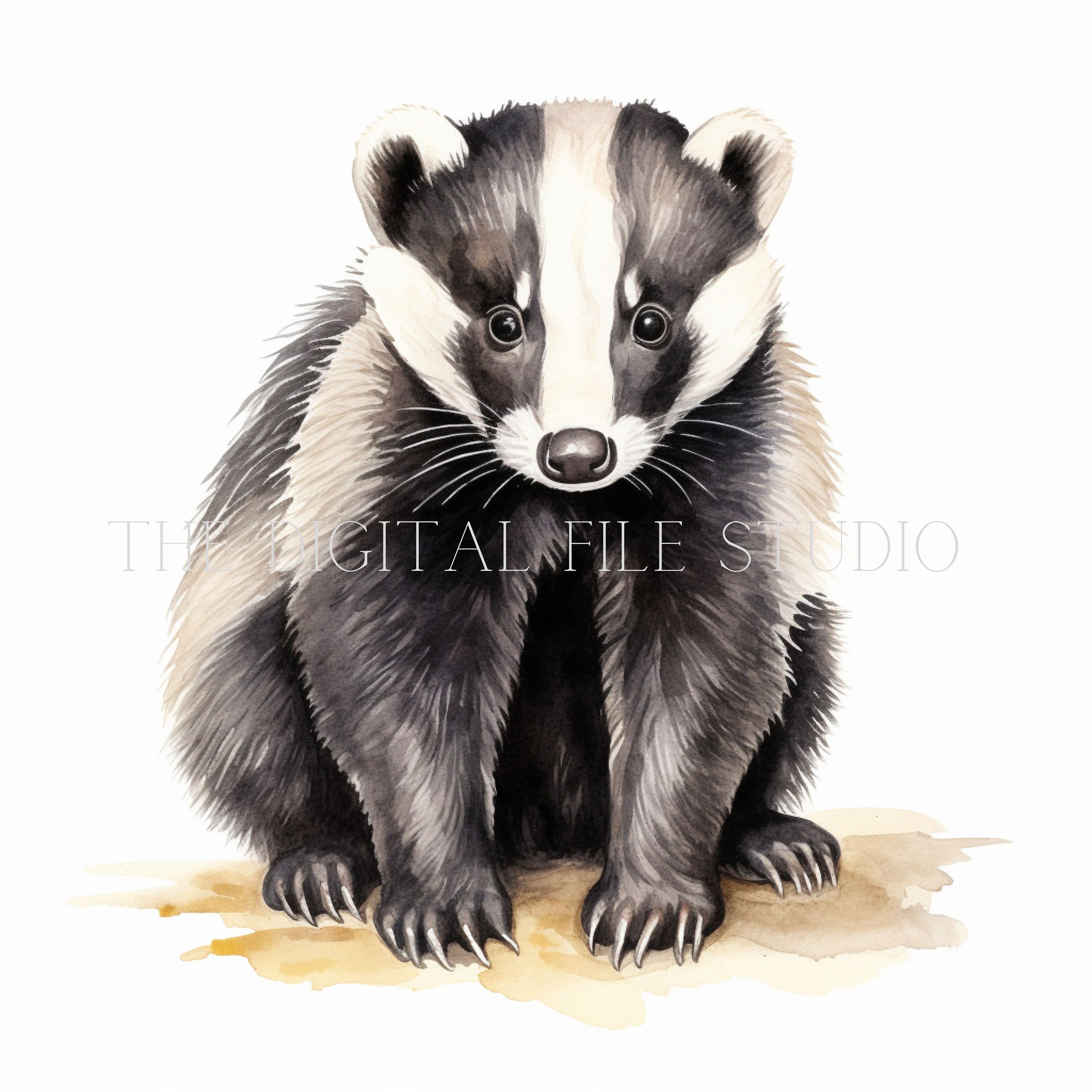 12 Badger PNGJPGPDF Clipart 12 Digital Download Animal Images Animal ...