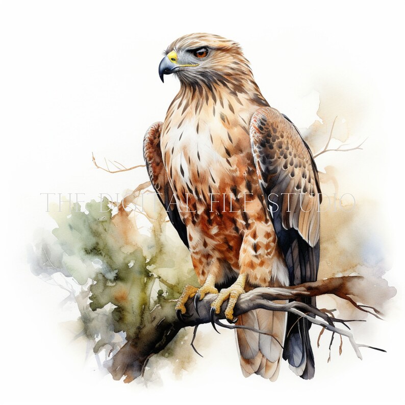 12 Hawk PNGJPGPDF Clipart 12 Digital Download Animal Images Animal Art ...