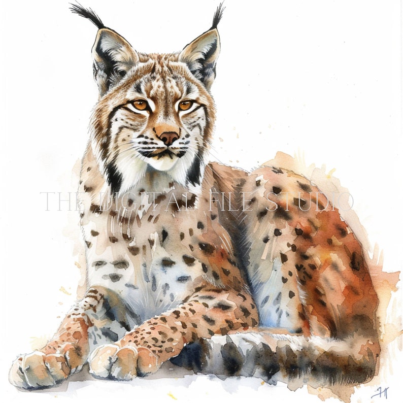 12 Lynx PNGJPGPDF Clipart 12 Digital Download Animal Images Animal Art ...