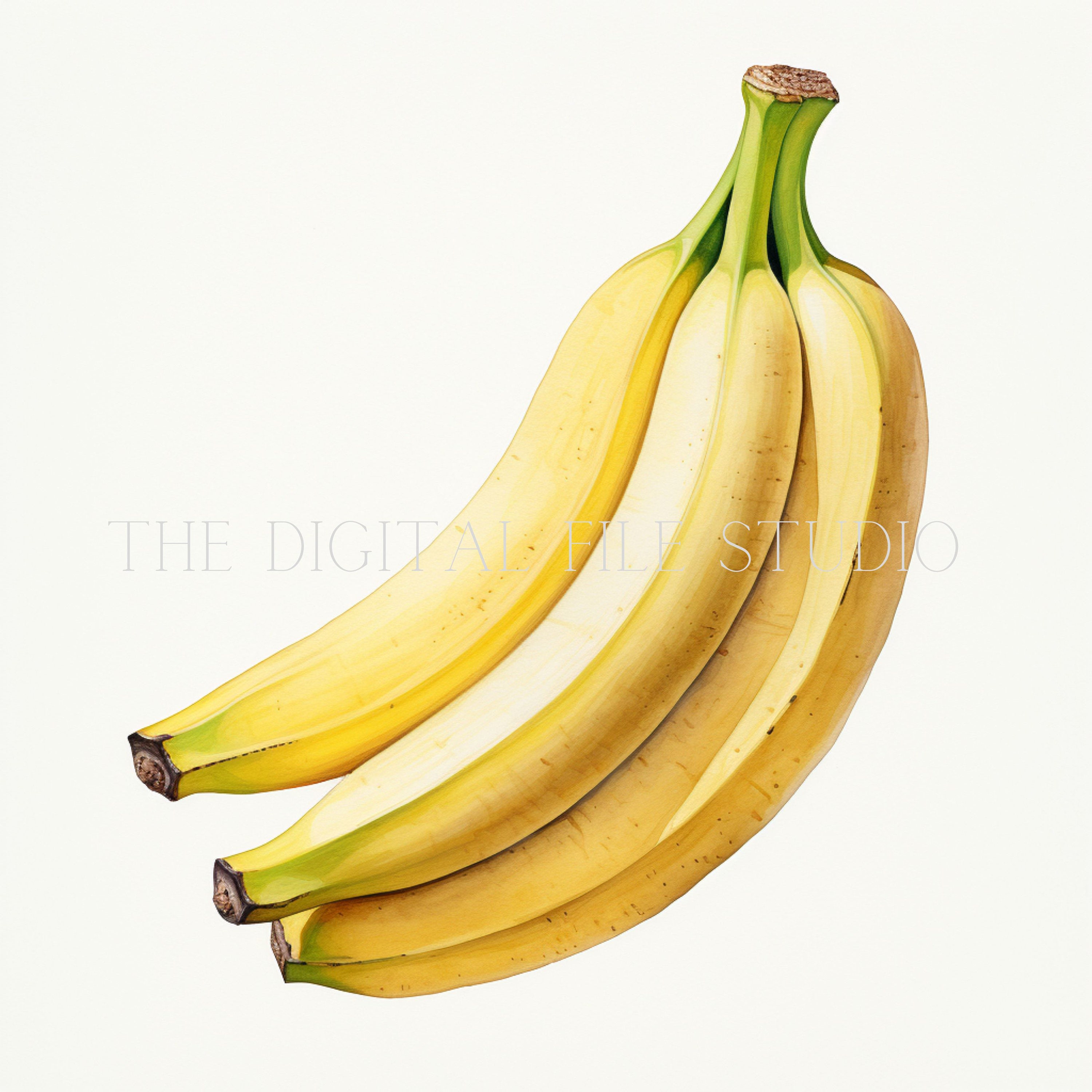 12 Watercolor Bananas Clipart PNGJPGPDF Digital Images Graphics ...