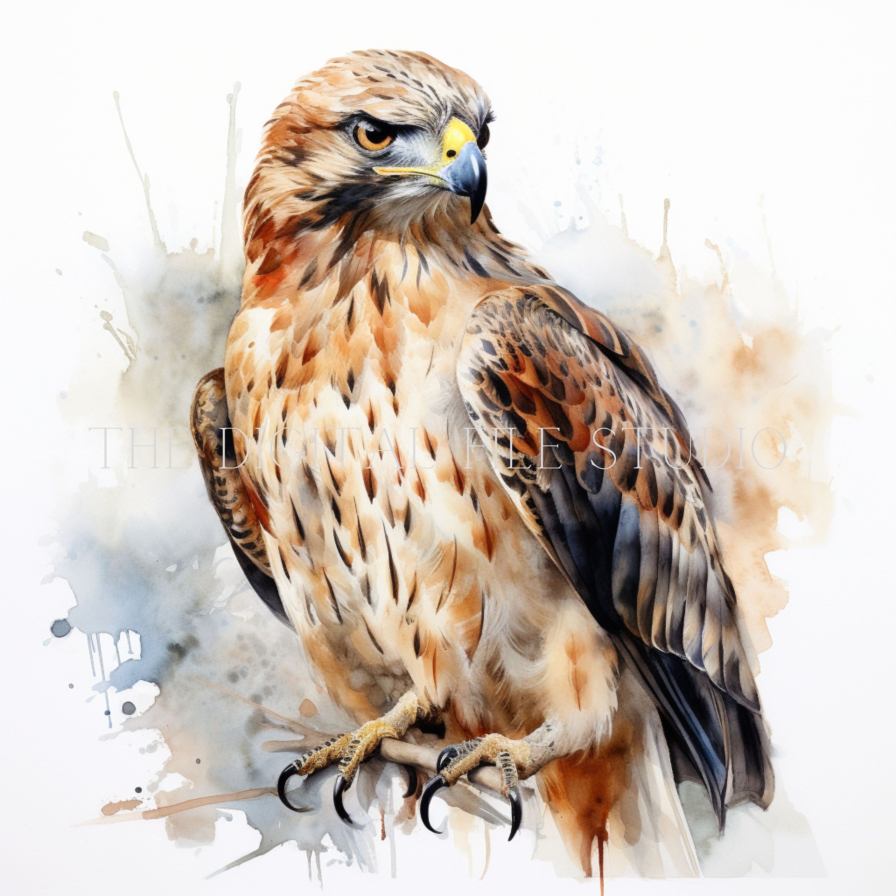 12 Hawk PNGJPGPDF Clipart 12 Digital Download Animal Images Animal Art ...