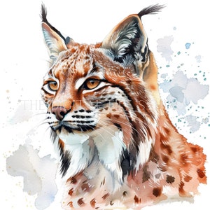 12 Lynx PNGJPGPDF Clipart 12 Digital Download Animal Images Animal Art ...